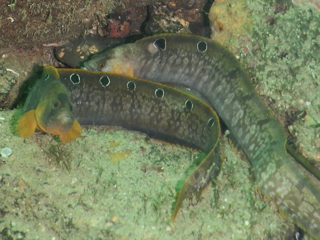 Diving deeper with Seasearch NI - DiveNI